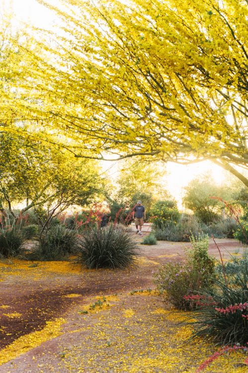West Wetlands - Yuma Crossing National Heritage Area